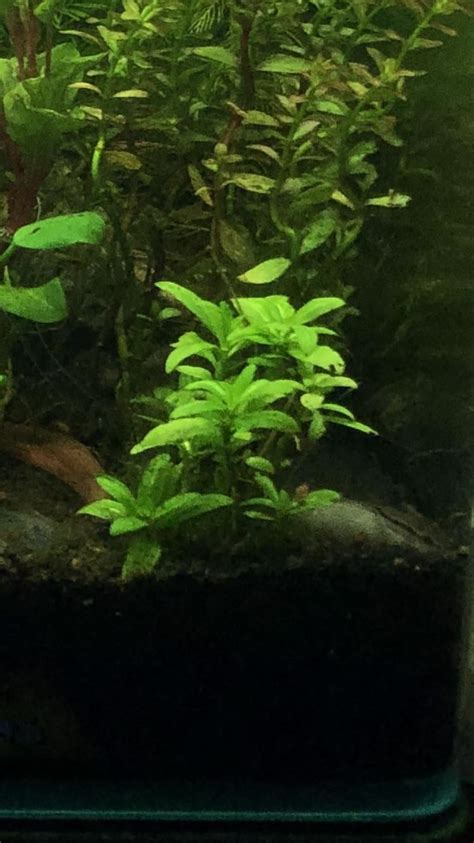 S Repens Is Struggling Other Plants Doing Fine Rplantedtank