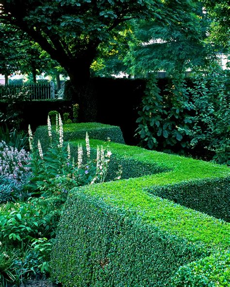 11 Deer Resistant Shrubs To Keep Your Landscape Safe From Grazing