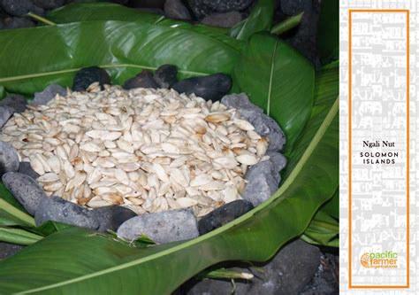 Pacific Farmer Organisations Ngali Nut A Timeless Celebration Of