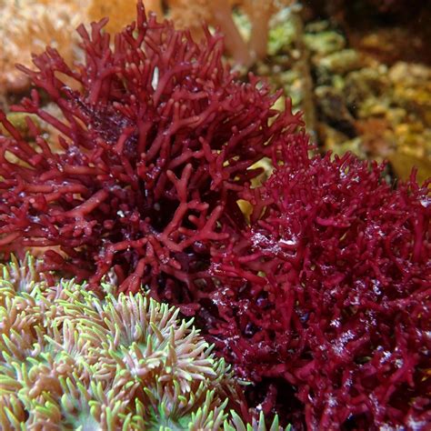 Tidefire Macroalgae Rare