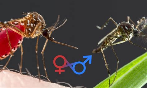 V Sao Con C L N H N Con C I H U H T C C Lo I Ng V T C V Nh Ng C N Tr Ng Th Ng C L I