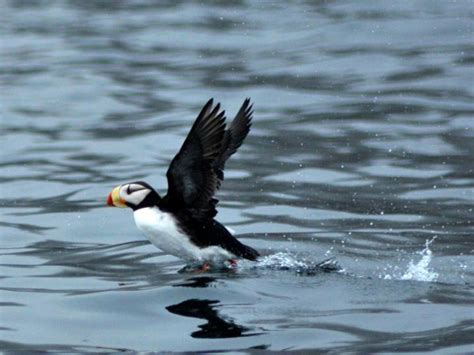 Puffin、善知鸟、海鹦