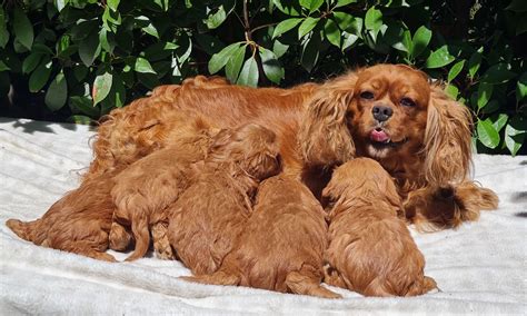How Big Do Cavapoos Get Full Grown Cavapoo Size Guide