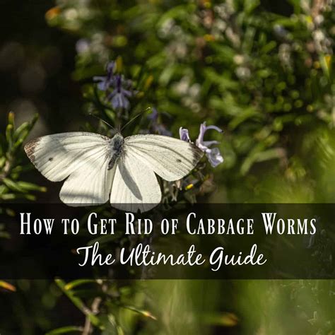 How To Get Rid Of Cabbage Worms Organically Seeds And Sustenance