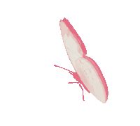 Pink Butterfly 