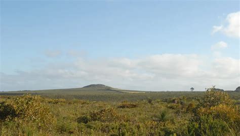 New Rare Eucalyptus Found On Remote Hill In Aussie Bush Finally Named