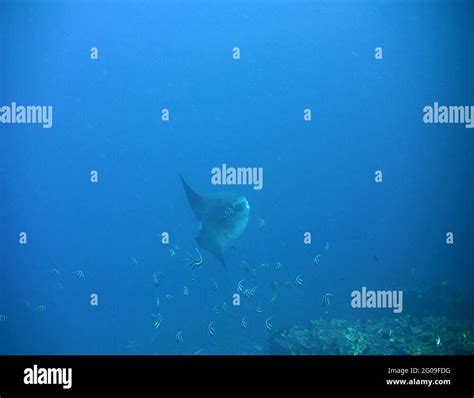 Ocean Sunfish Stock Videos And Footage Hd And 4k Video Clips Alamy