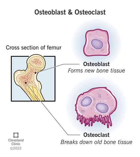 Osteoblasts And Osteoclasts Are Cells That Work Together To Form New Bones And Break Down Old