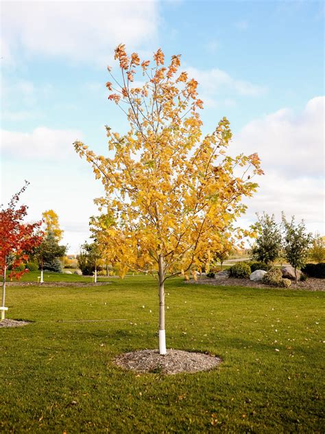 Silver Cloud® Silver Maple Jeffries Nurseries