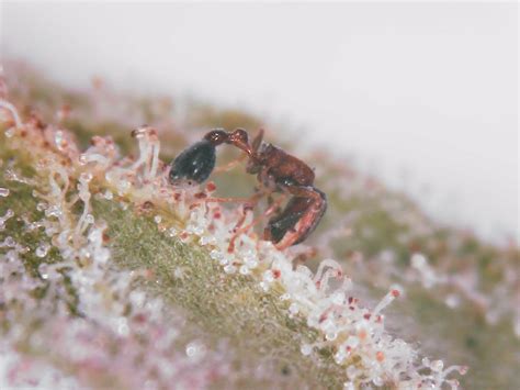 🐜 Stuck In Trichomes Rmicroscopy