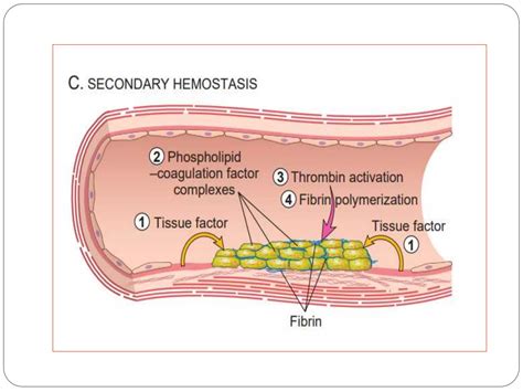Normal Hemostasis Pptx