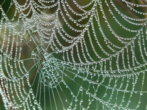 New Artificial Spider Silk Stronger Than Steel And 98 Percent Water