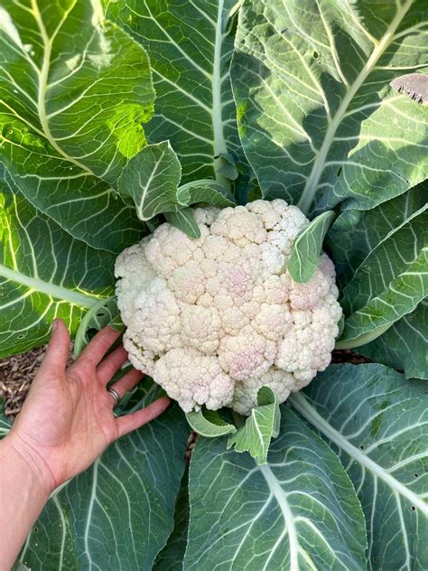 Cauliflower Plant Care