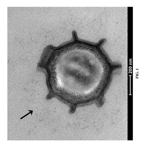 Paenibacillus Based Endospore Display Platform Products And Methods