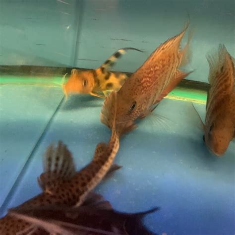 Synodontis Decorus Catfish For Sale Exotic Fish Shop Call 774 400 4598