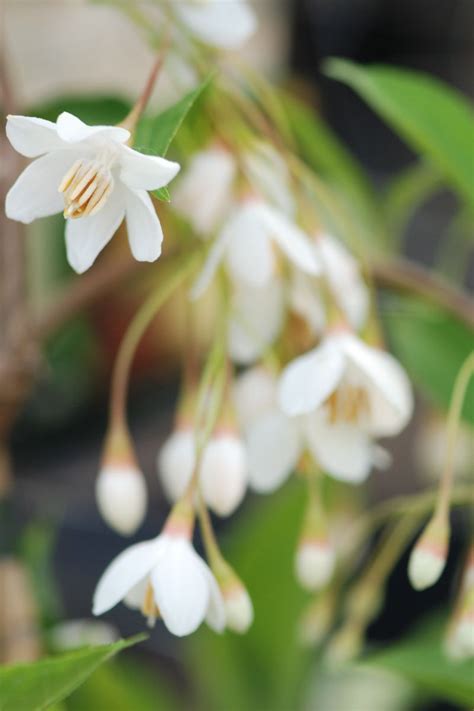 Styrax Japonicus Fragrant Foutain Roué Pépinières