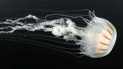 World Jellyfish Day 2025 Meet The Most Beautiful And Deadly Jellyfish