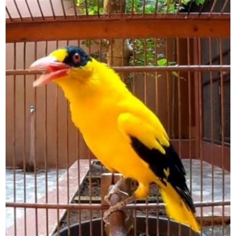 Jual Kepodang Jawa Timur Shopee Indonesia