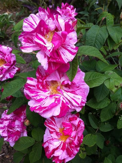 30 Gorgeous Types Of Roses For Every Garden Style