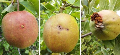 Sugar For The Control Of Codling Moth Apple And Pear Australia