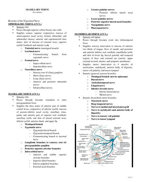 Solution Maxillary Nerve Notes Studypool