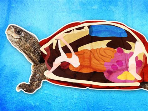 Turtle Respiratory System