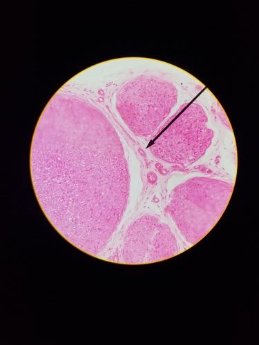 Histology Slides Flashcards Quizlet