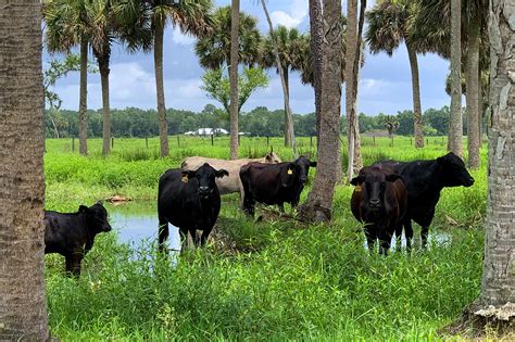 Conaway Beef