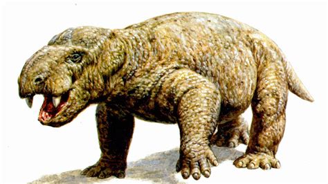 Scientists Have Uncovered A Gigantic Mammal Like Reptile The Size Of An