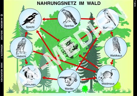 Nahrungsnetz Bio 2 Multimediagrafik