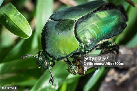 Mayate Fotografías E Imágenes De Stock Getty Images