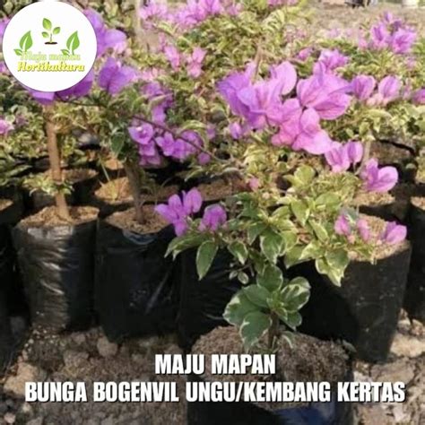 Jual Tanaman Hias Bunga Bogenvil Ungu Super Shopee Indonesia