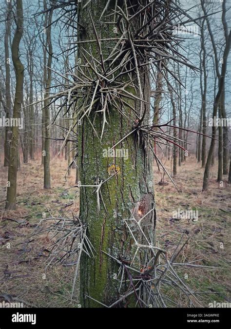 Closeup Honey Locust Tree Stem With Multiple Big Thorns Growing Out Of