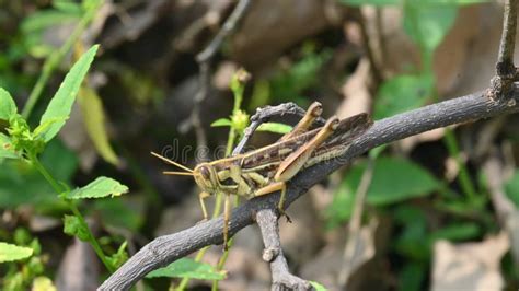 Grasshopper In The Field Stock Video Video Of Schistocerca 348685885