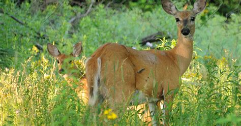 Tuberculosis Found In Indiana Deer