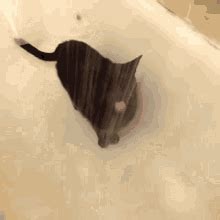 Cat In Shower Leri Tenor