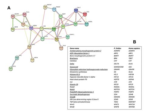 A Interactomic Analysis By String String The