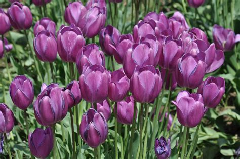 Purple Tulips In Holland Free Image Download
