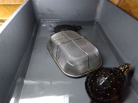 大きくなりました（キボシイシガメ） インドホシガメ「みかん・ゆず」のブログ