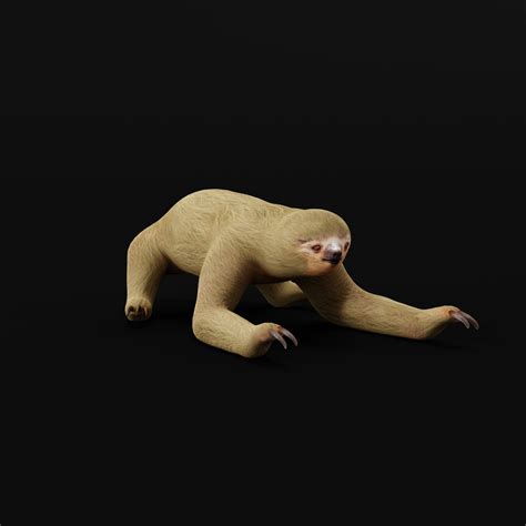 Two Toed Sloth Model Turbosquid 2312322