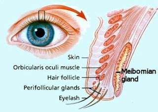 Eyelid Anatomy Duct