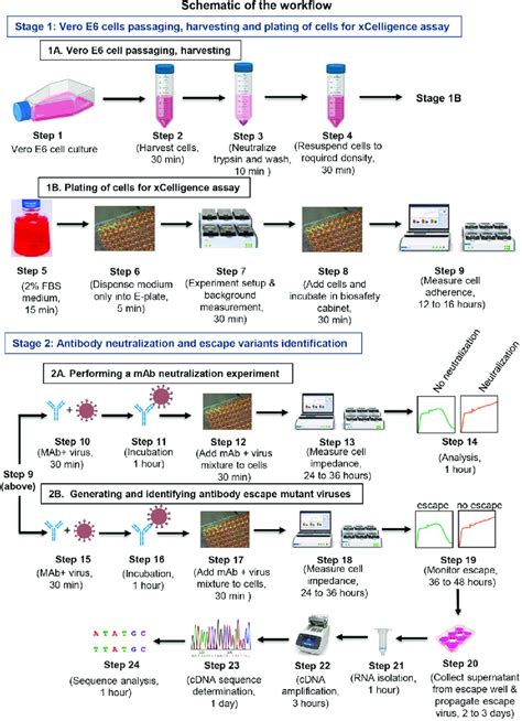 Complete Overview Of The Rtca Assay Download Scientific Diagram