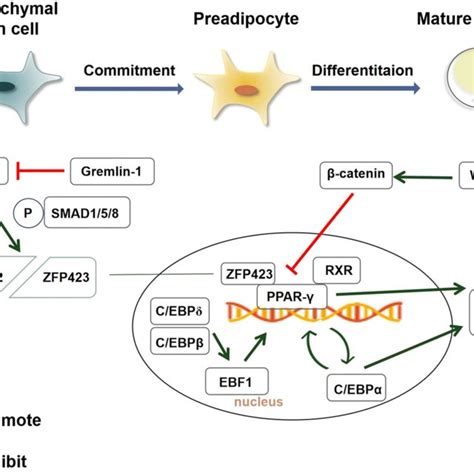 Adipocyte Hypertrophy Induced And Metabolic Dysregulations With The