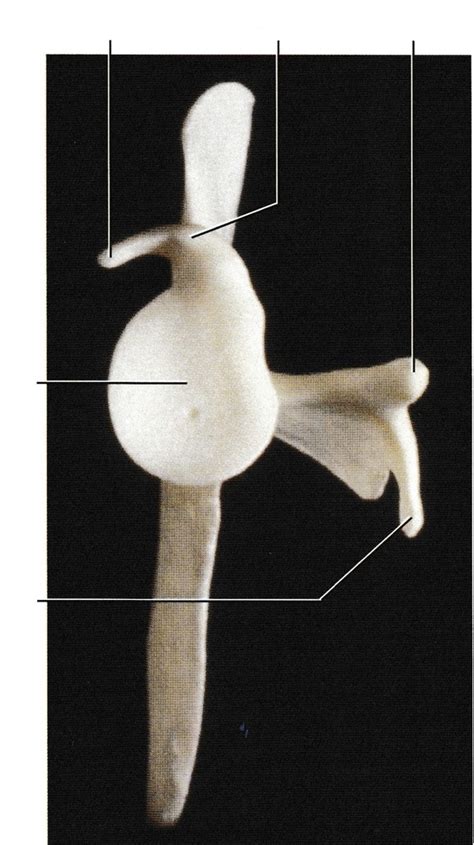 Left Ventral Scapula Diagram Quizlet