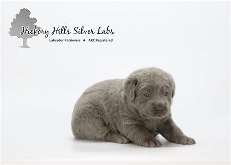 River And Huck Litter December 2022 Hickory Hills Silver Labs Washington Indiana