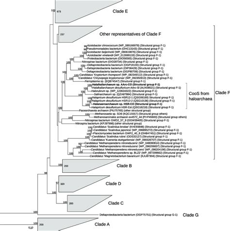 Phylogeny Of The Coos Catalytic Subunit From Haloarchaeal Ni Fe Codh