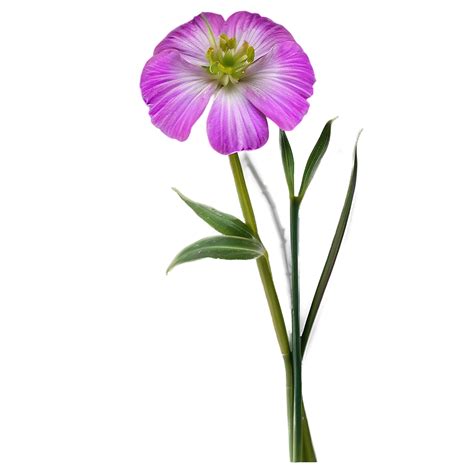 Download Flower Stem D