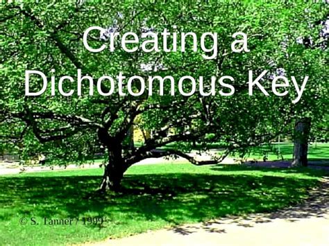 Ppt © S Tanner 1999 What Is A Classification Key Classification