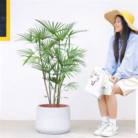 大棕竹植物素材大山谷图库