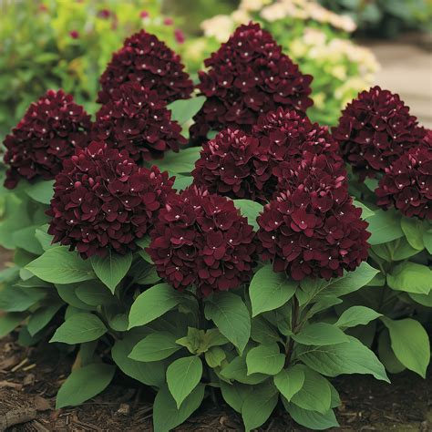 How To Grow Burgundy Hydrangea Flowers A Complete Guide To Rich Roma